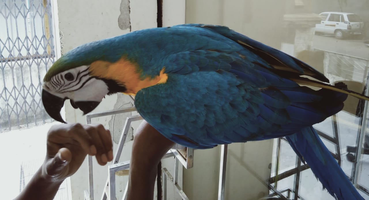 Tamed Birds – Chennai Pets Corner