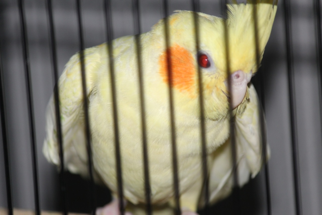 Cocktail – Chennai Pets Corner