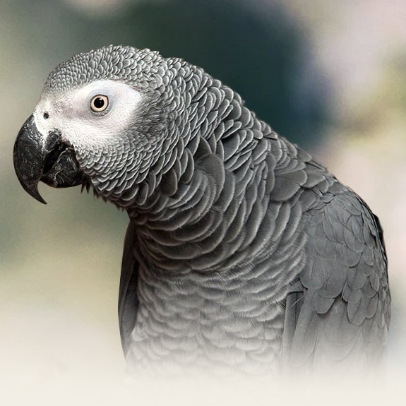 Grey Bird – Chennai Pets Corner