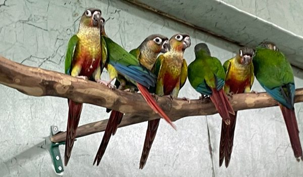 Green Cheek – Yellow Sided – Chennai Pets Corner